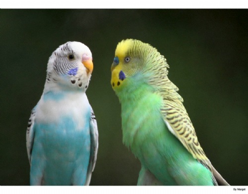 Loritos australianos - Imagui