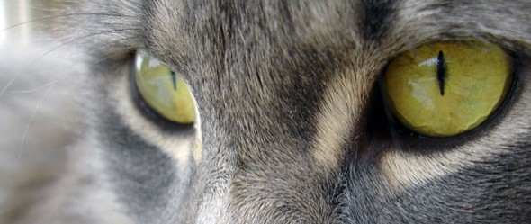 La poderosa visión de los gatos - Canal Mascotas