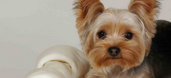 Mejores fotografías de perros traviesos y sus travesuras - Canal Mascotas