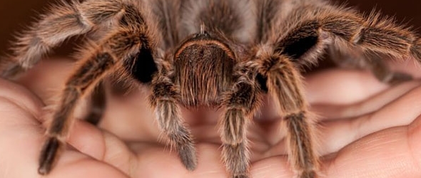 Alimentación de las arañas - Canal Mascotas