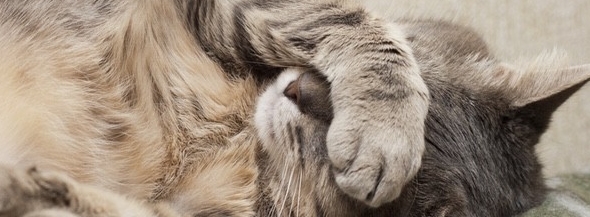 Alivia los síntomas de gripe de tu gato - Canal Mascotas