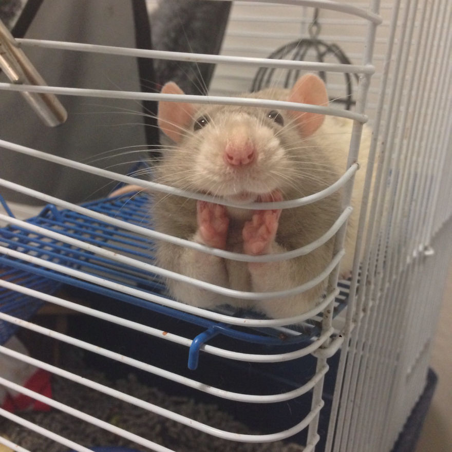 Fotografías que muestran la ternura de las ratas - Canal Mascotas